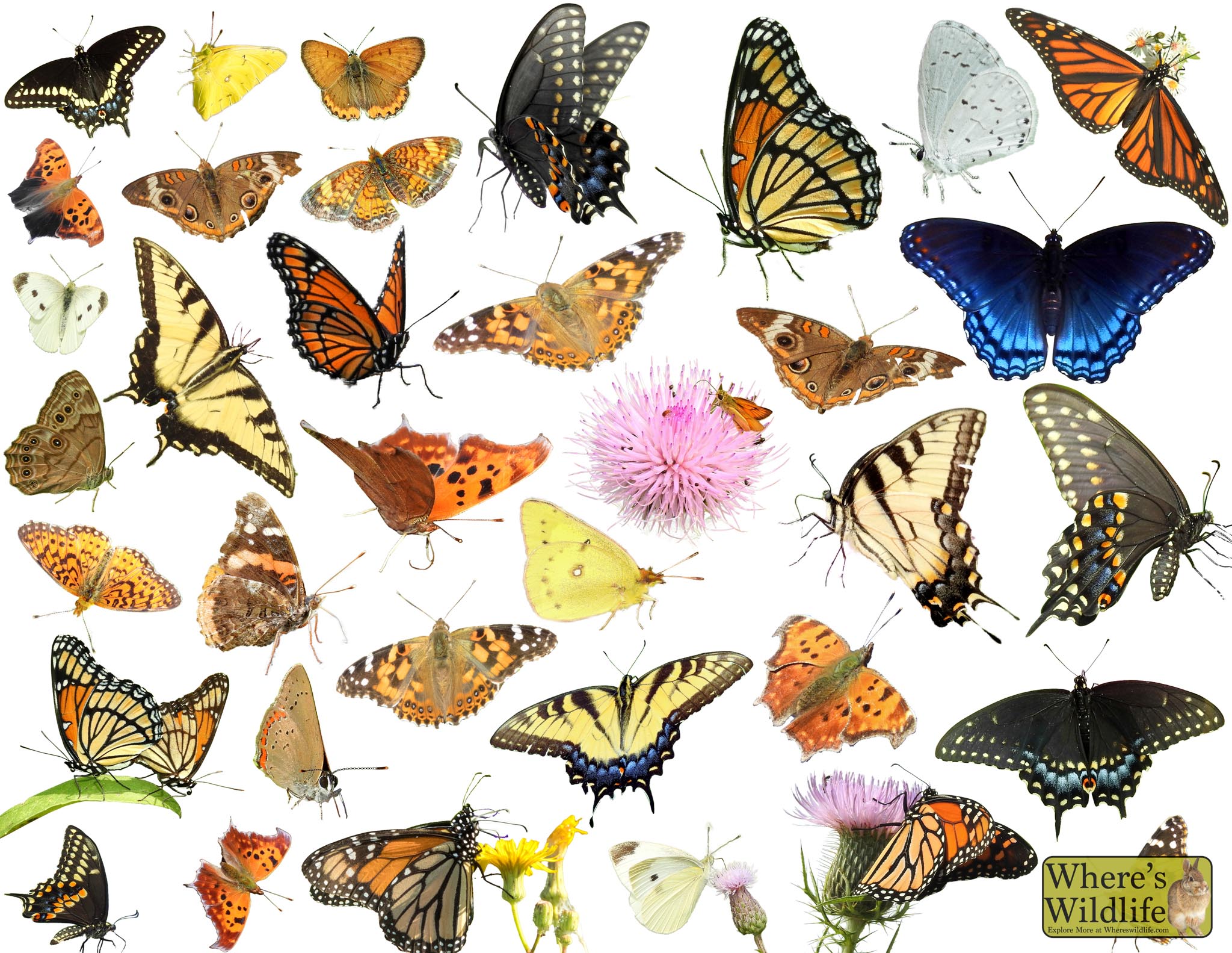 Butterfly Collage