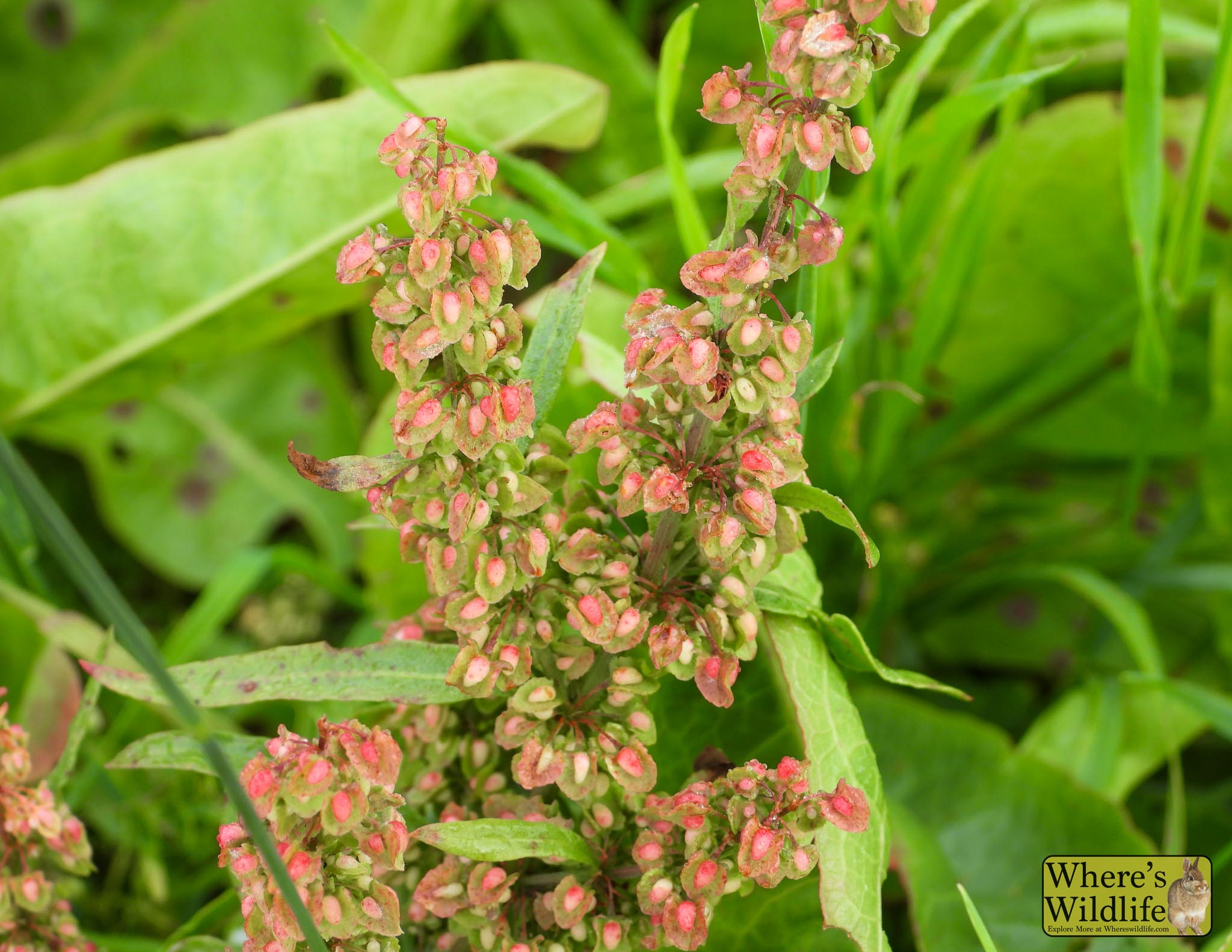Curly Dock (Rumex crispus)