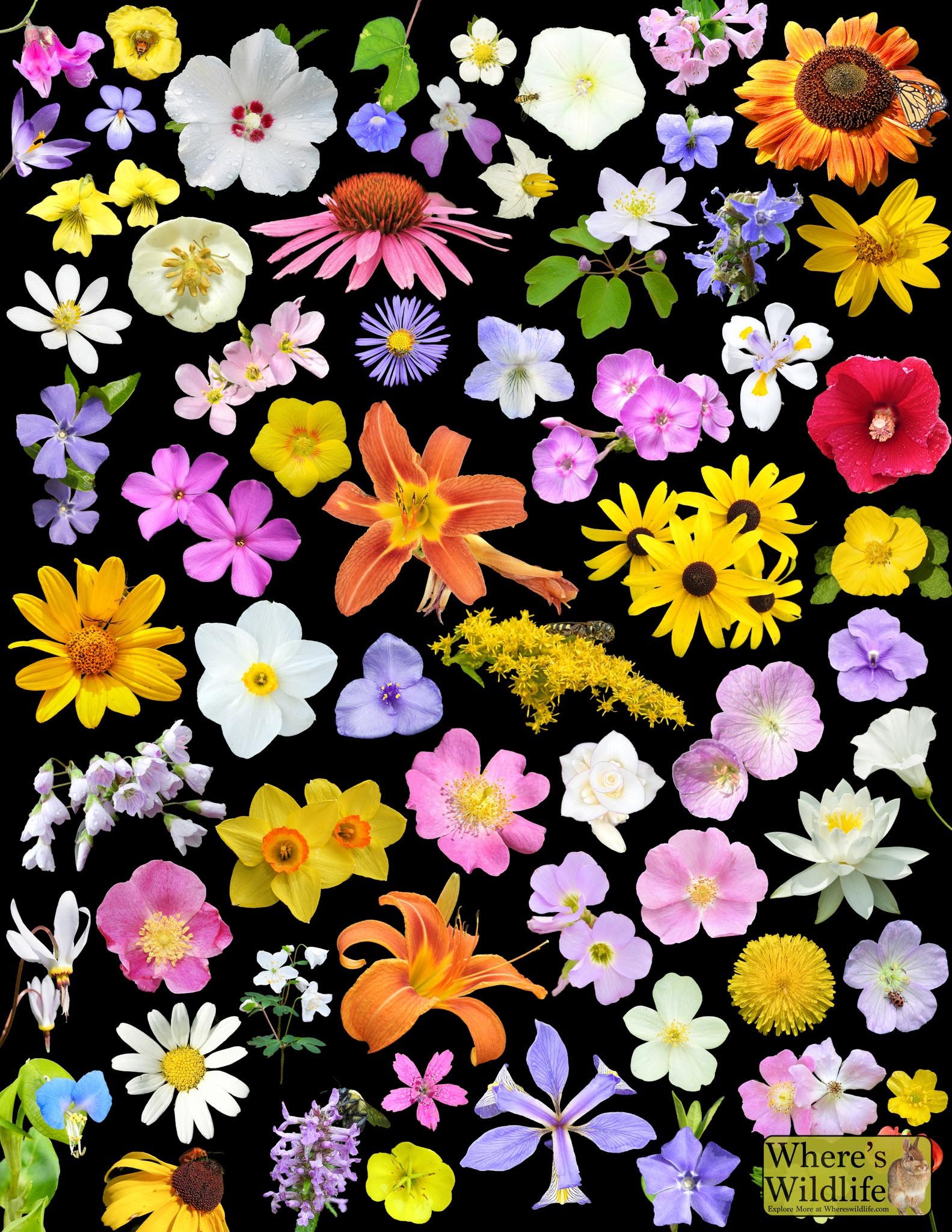 Flower Collage