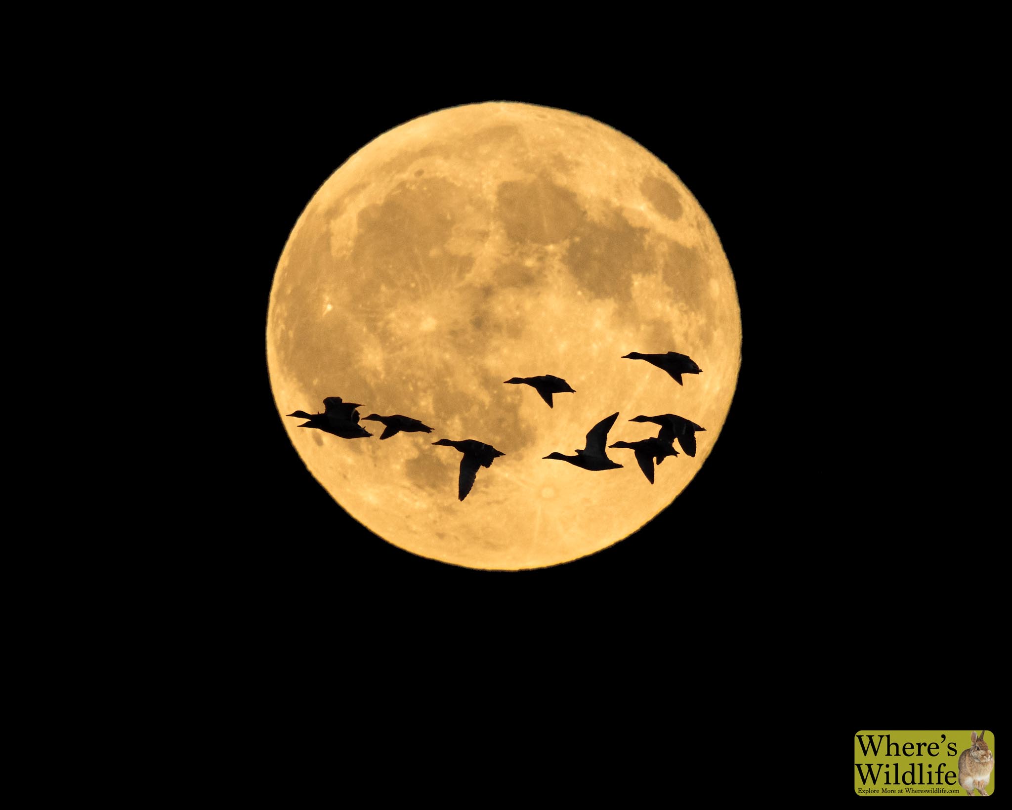 Duck Moon