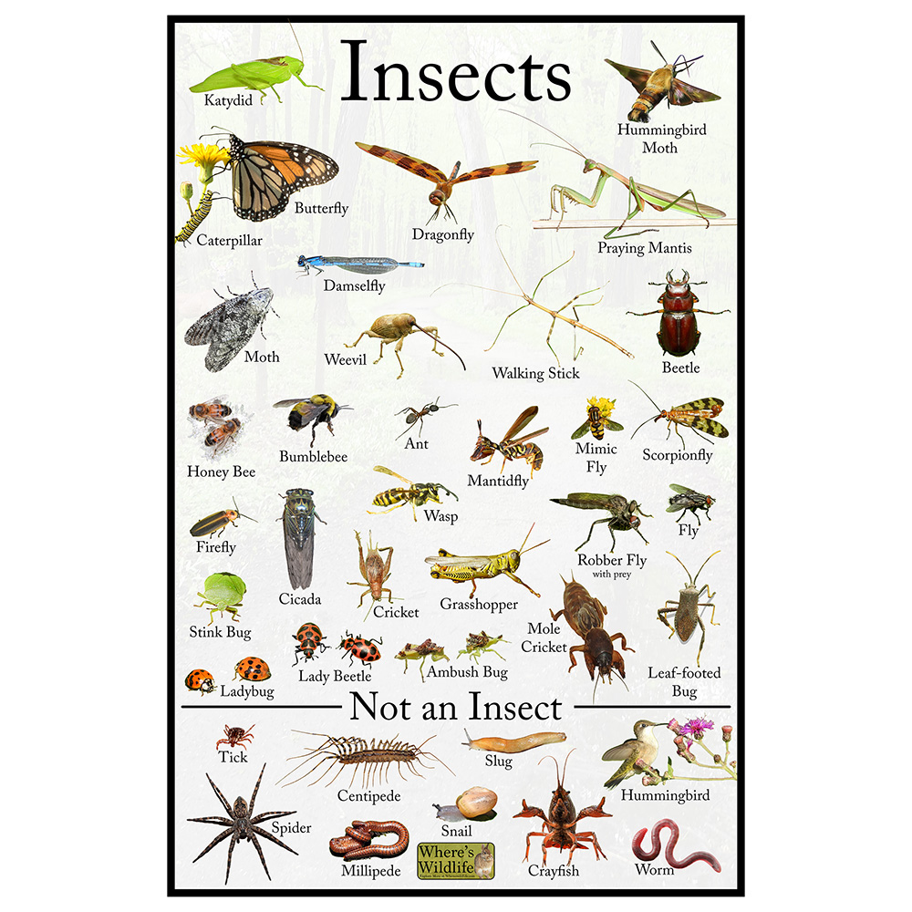 Insects Field Guide Educational Nature Poster