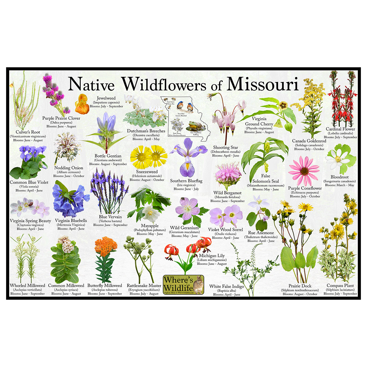 Missouri Shrubs Identification