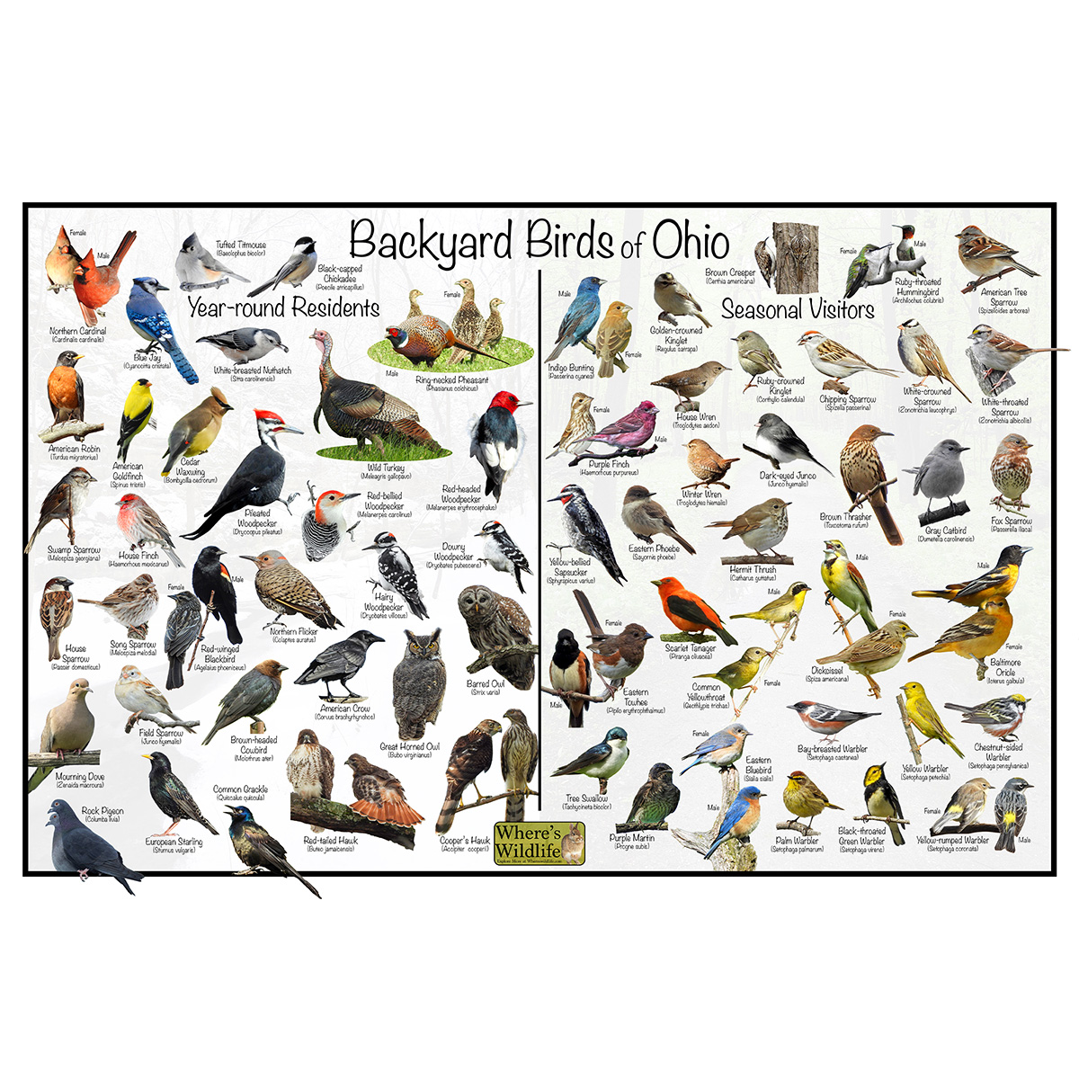 Backyard Birds Of Ohio Bird Identification Poster Divided Into Year