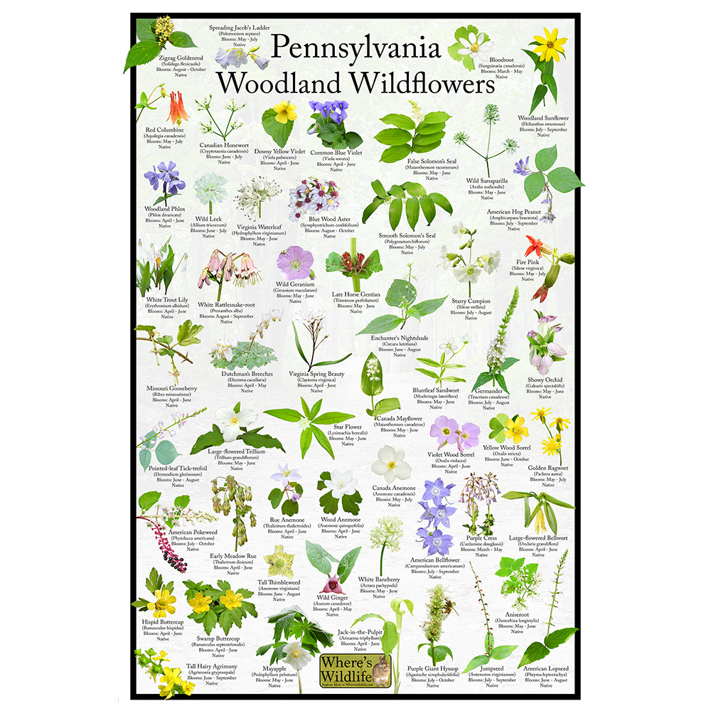 Pennsylvania Leaf Identification Chart 2023 - Infoupdate.org