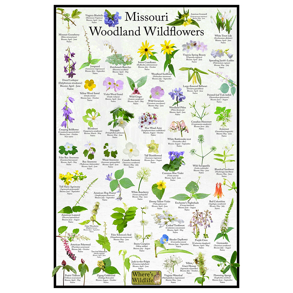 Missouri Wildflowers Missouri Violet – Native Gardeners