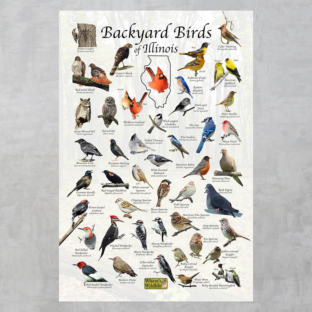 Backyard Birds Of Illinois Bird Identification Poster