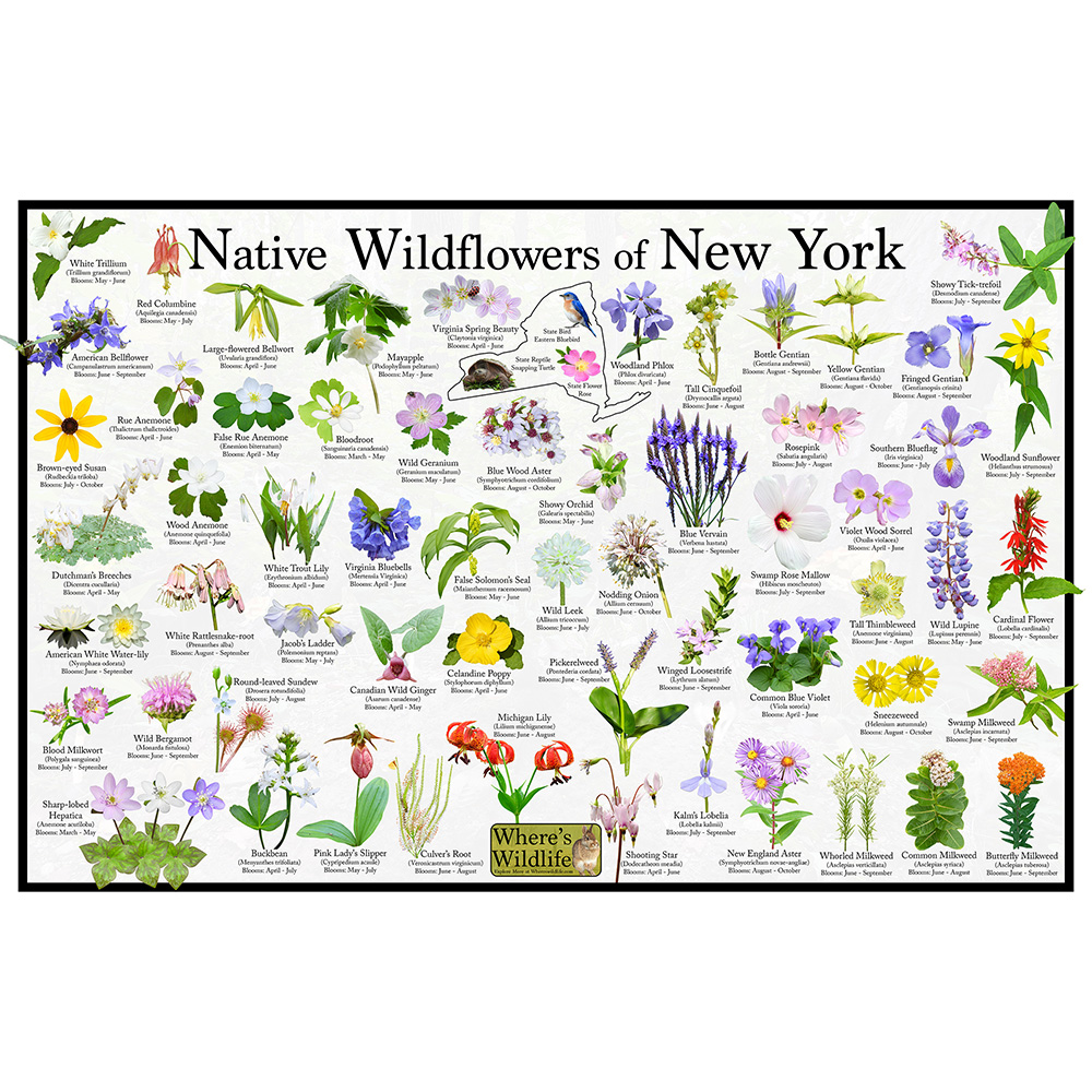 What Flowers Are Native To New York