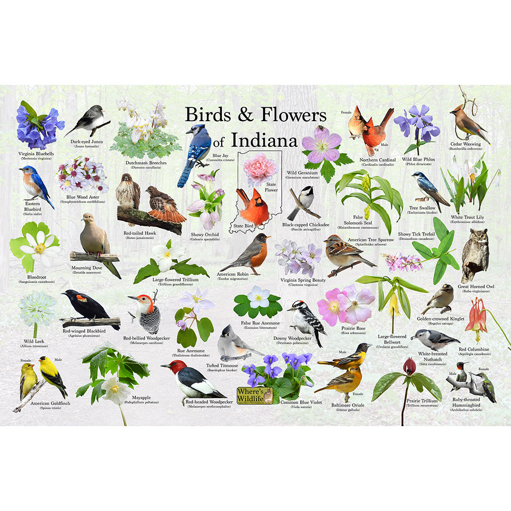 Indiana Birds Identification Backyard Birds Of Indiana Bird Watching