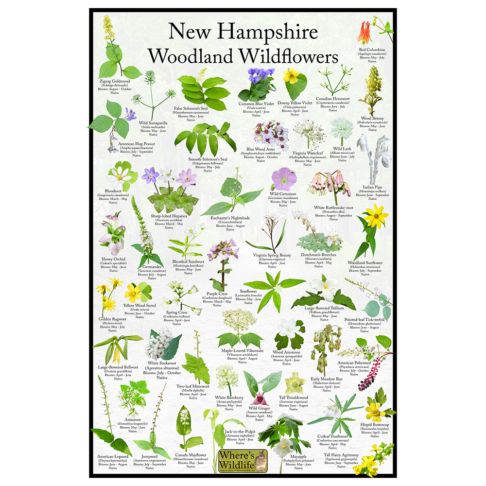 Herb Identification Chart Guide To Flowers Of Walks And Waysides (FSC