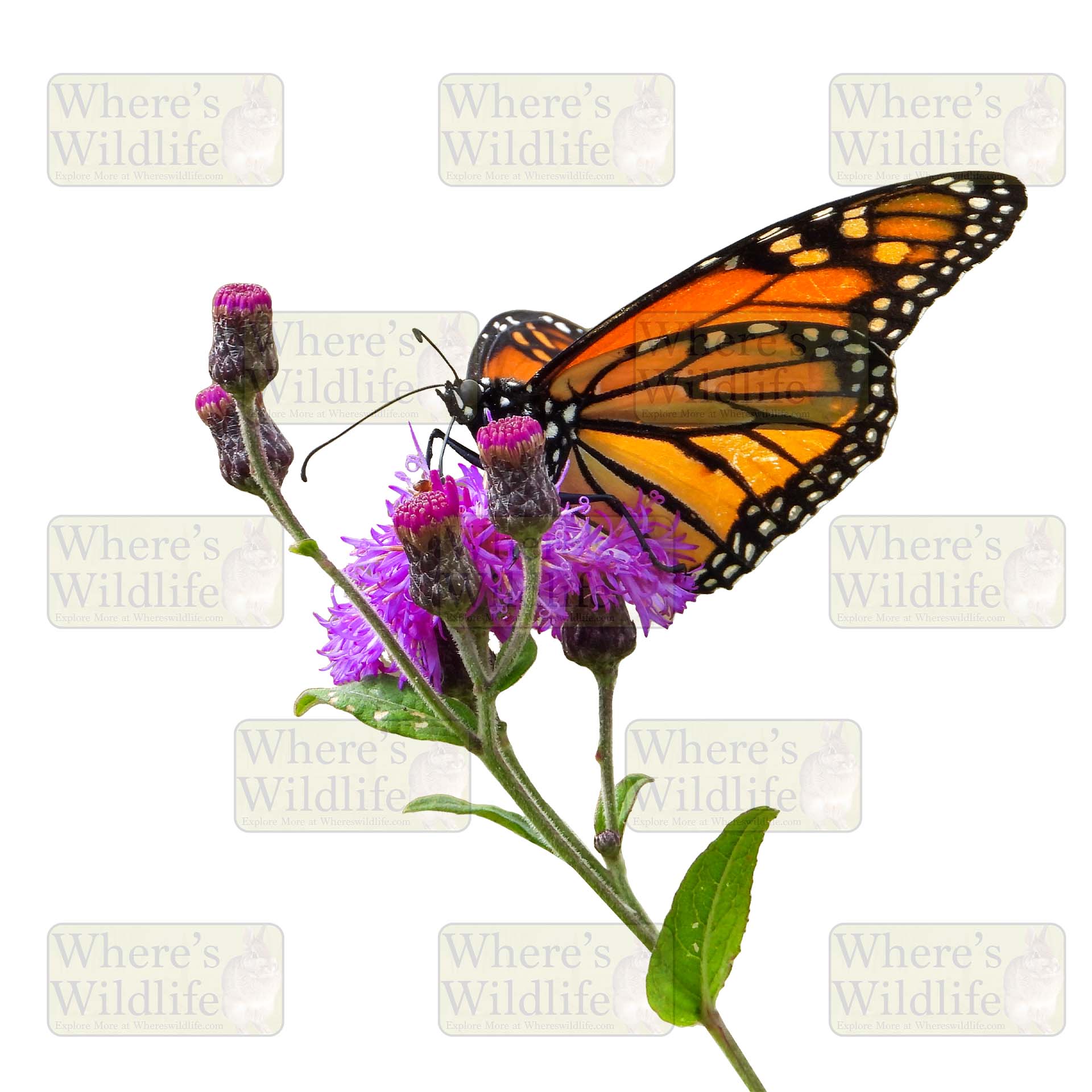 Monarch Butterflies Png