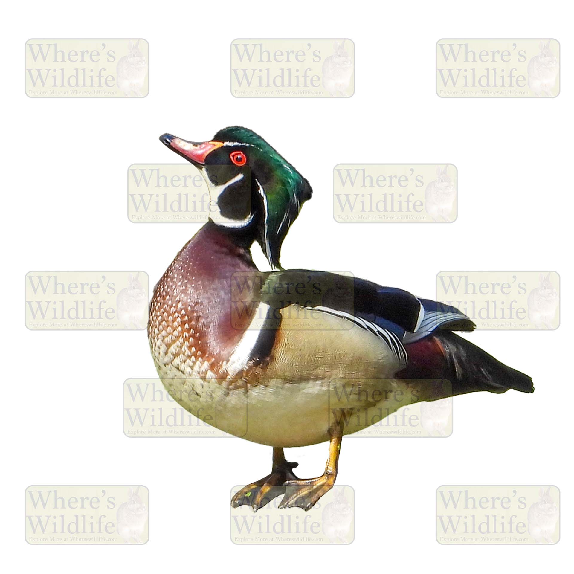 Drake Duck Logo