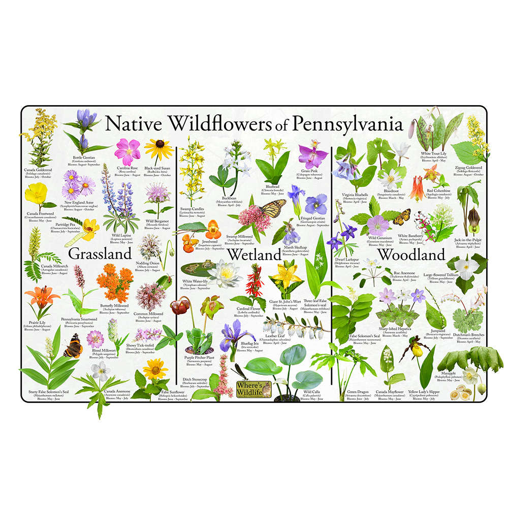 Penn State Plant Identification - Infoupdate.org
