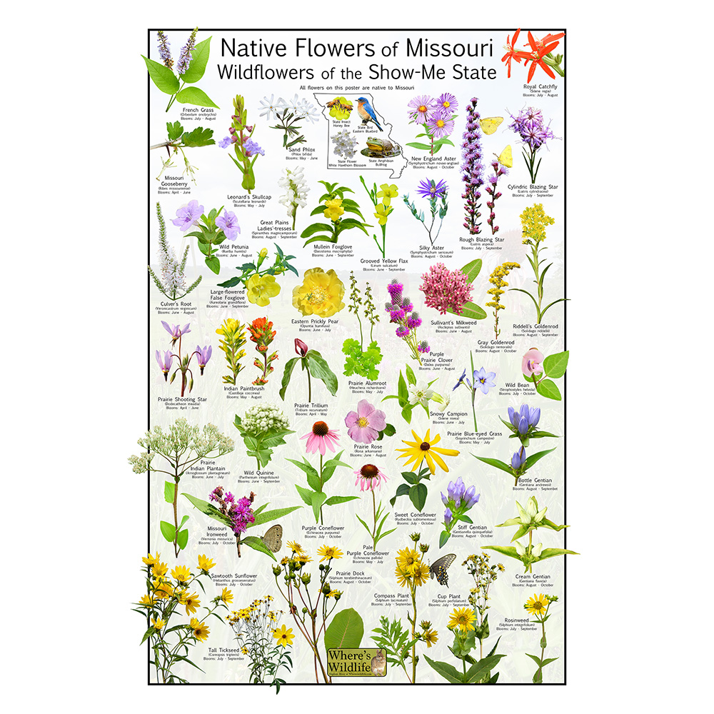 Missouri Wildflowers Missouri Violet – Native Gardeners